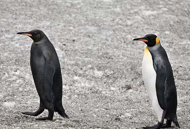 Desamodern.com - Penampakan Langka Penguin Hitam Akibat Mutasi Genetik
